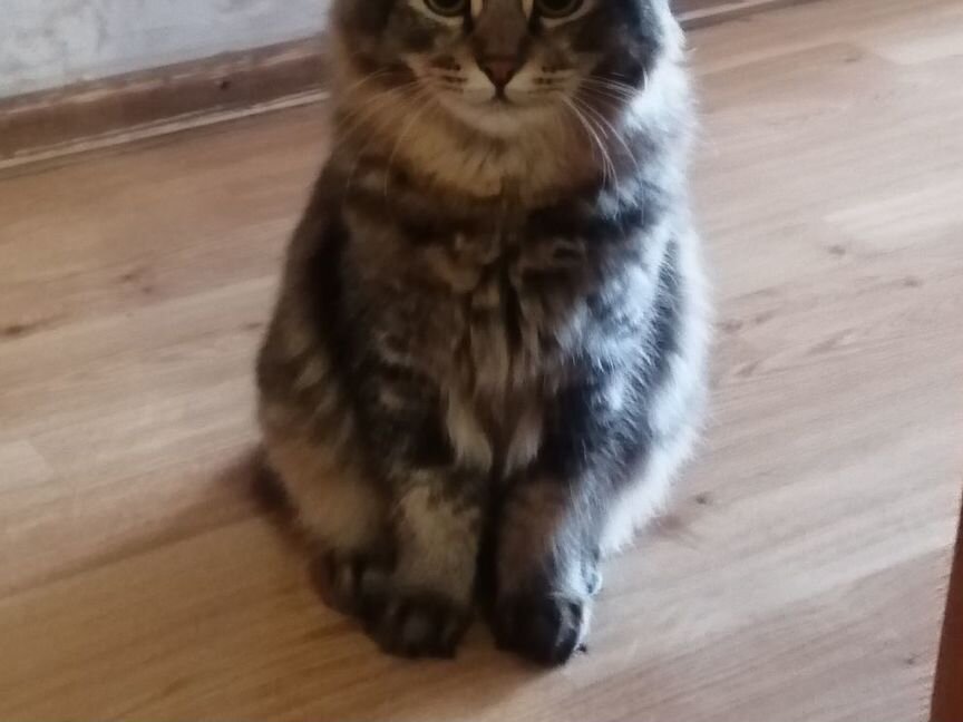 Котик в добрые руки