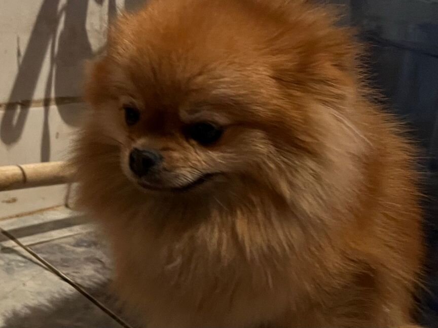 Померанский шпиц мини сыч