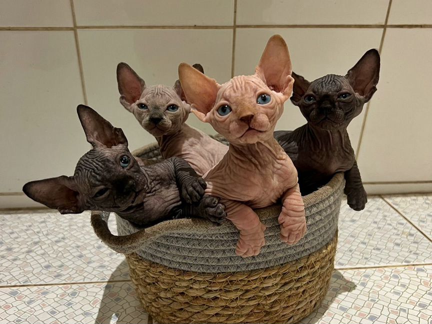 Канадский сфинкс котята с документами