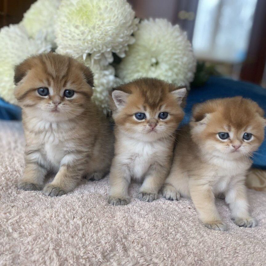 Шотландский вислоухий короткошёрстный котёнок