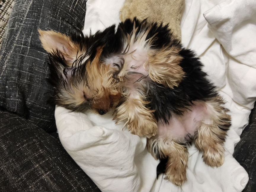 Щенки йорка мини