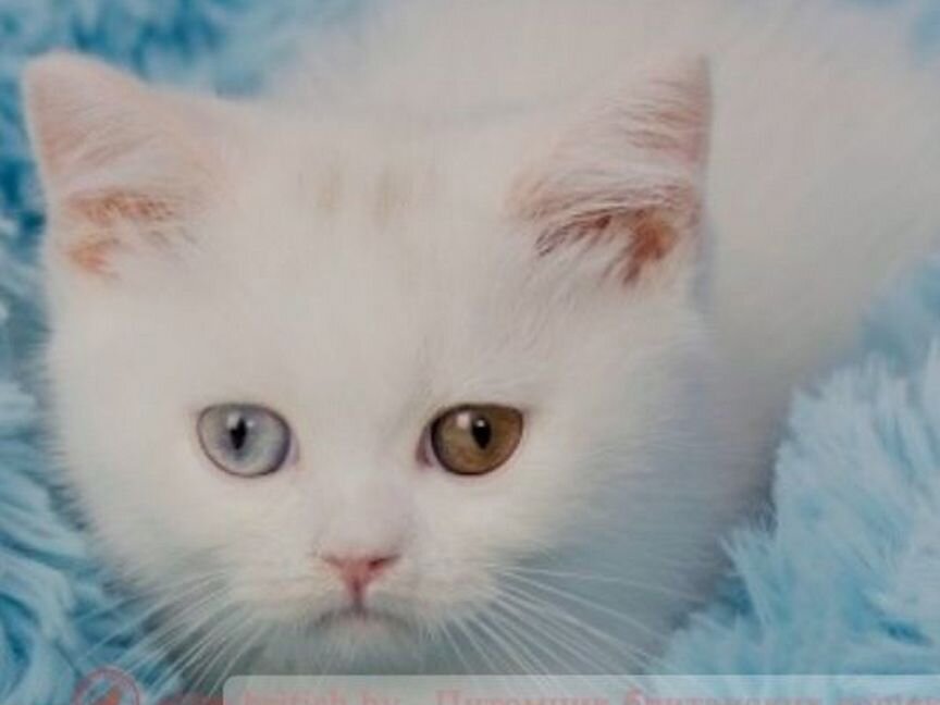 Продажа котёнка