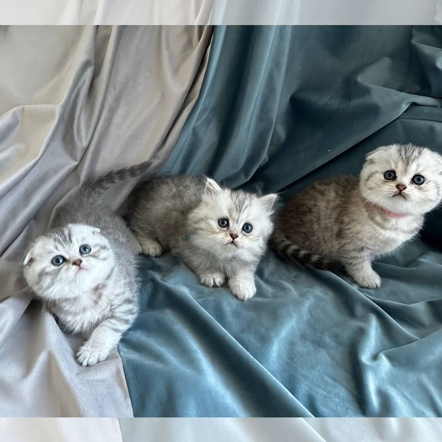 Шотландские вислоухие девочки и прямоухий мальчик