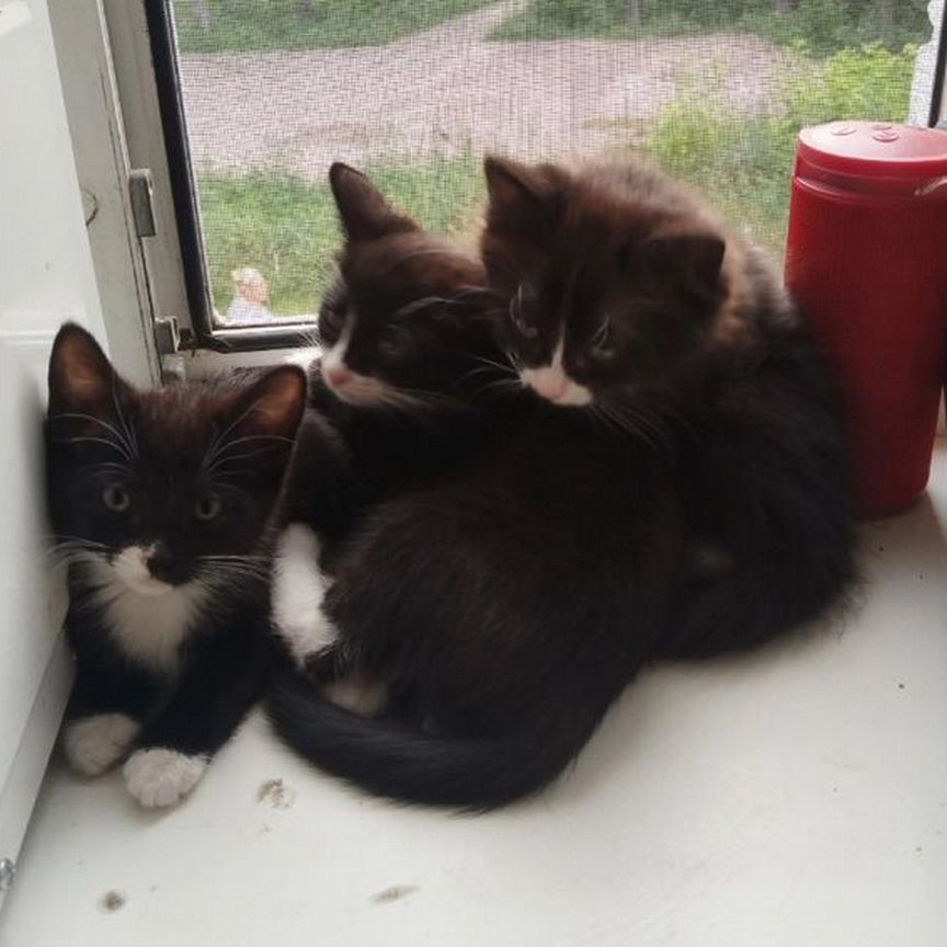 Котята в добрые руки бесплатно
