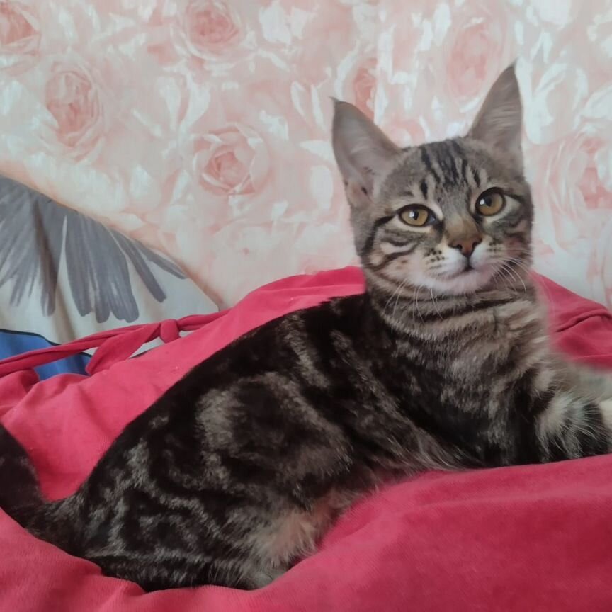 Шпротинка Тигруся