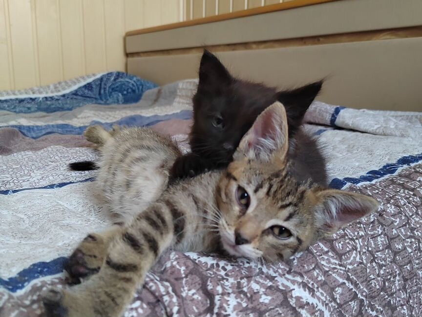 Отдам котят в добрые руки