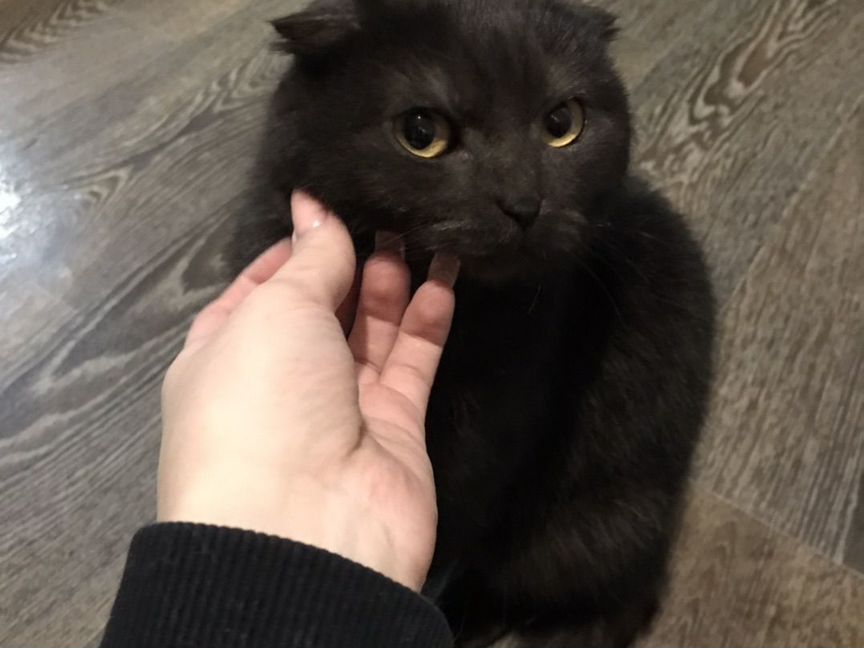 Шотландская вислоухая кошка в добрые руки