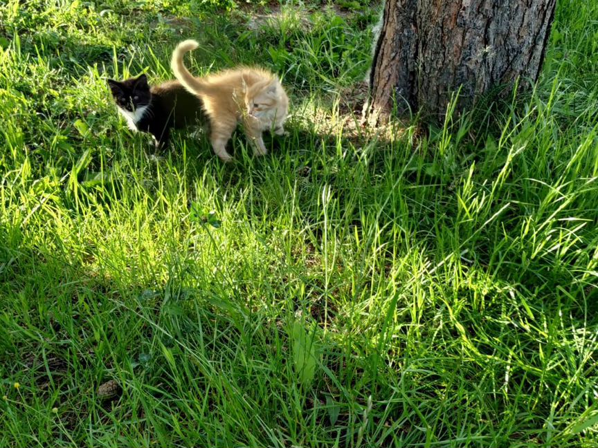 Отдам в добрые руки котят
