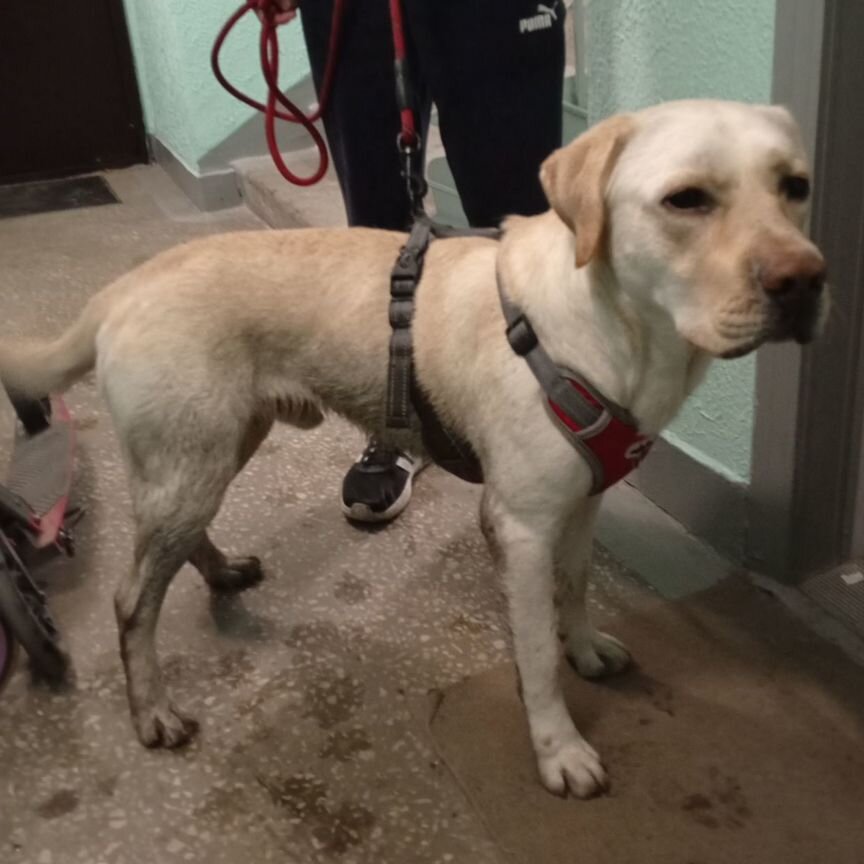 Лабрадор-ретривер, щенок