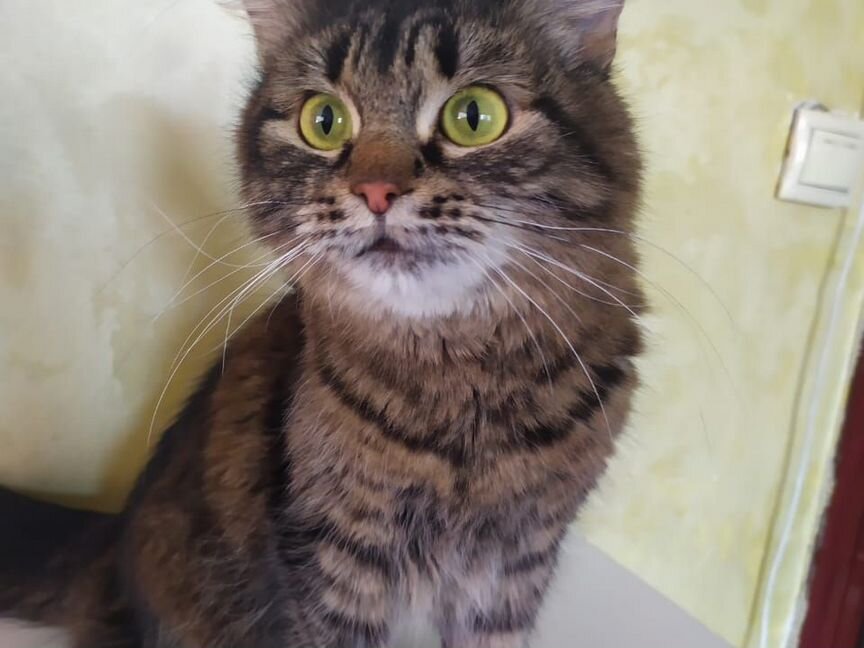 Кошка в добрую семью