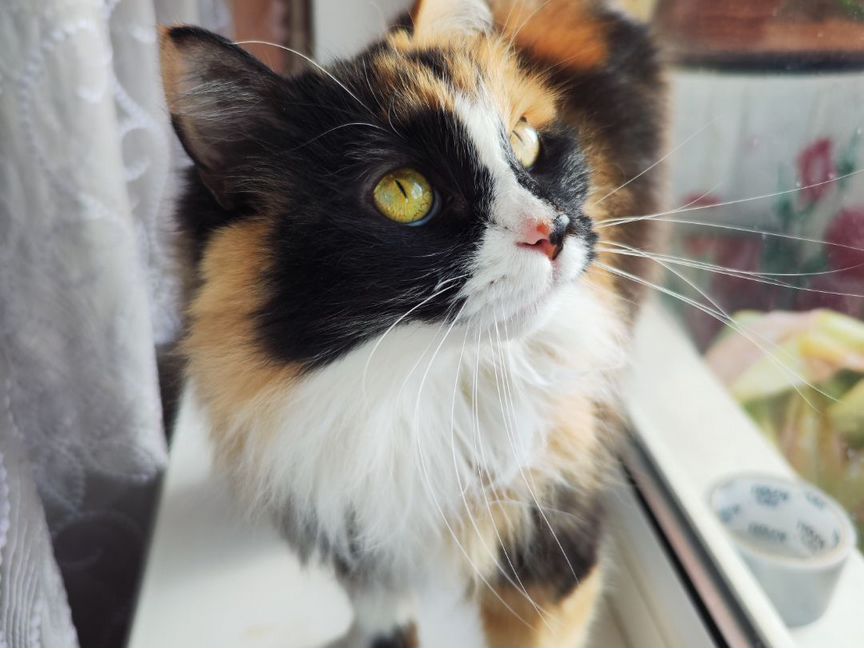 Домашняя кошка осталась одна