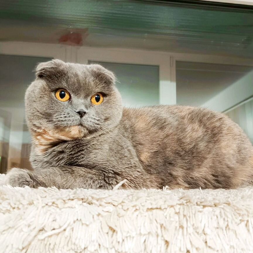 Кошка в дар