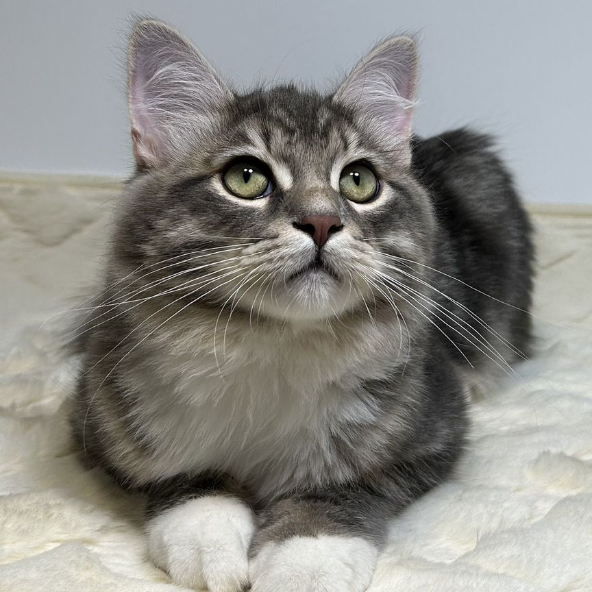 Сибирский котёнок