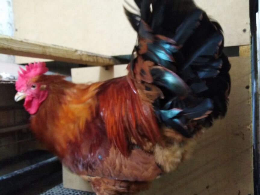 Молодые петухи Кучинской. юбилейной