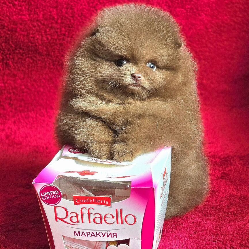 Шикарная Красотка