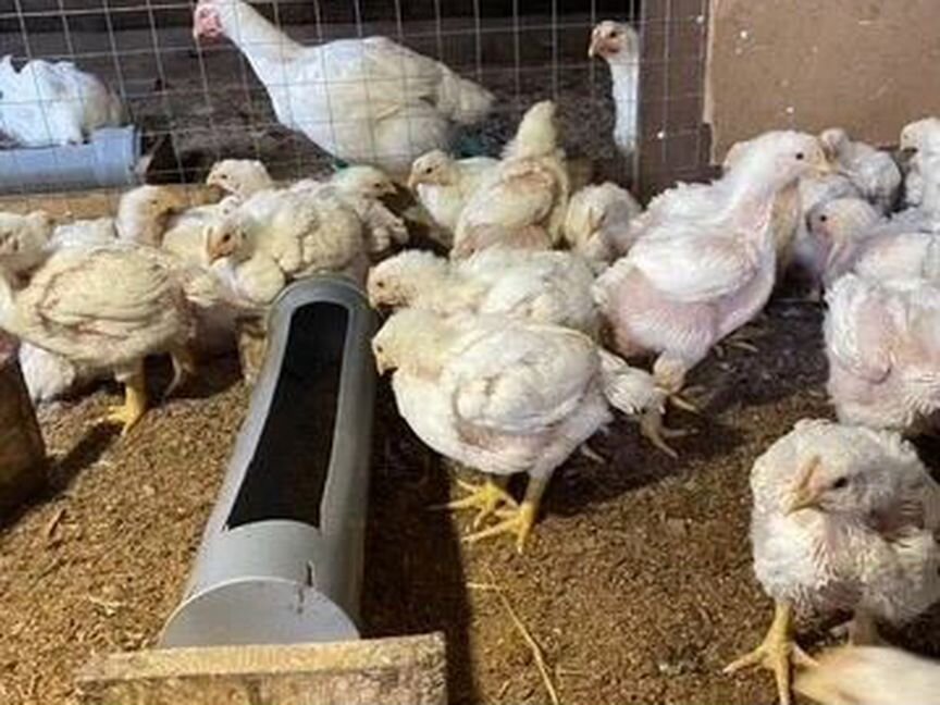 Месячный бройлер Кобб 700