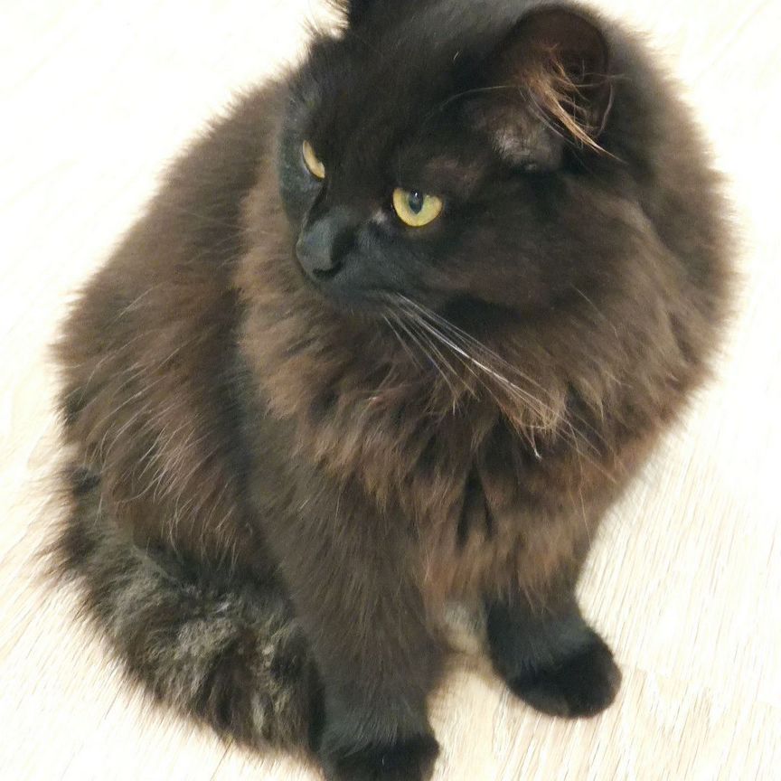 Чудный котенок