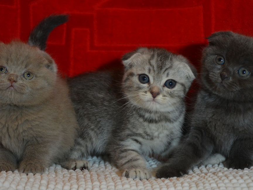 Вислоухие красивые котята