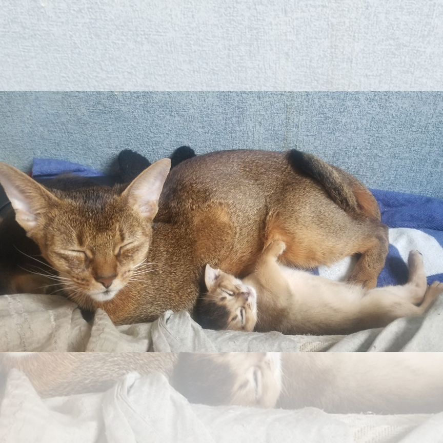 Абиссинские котята