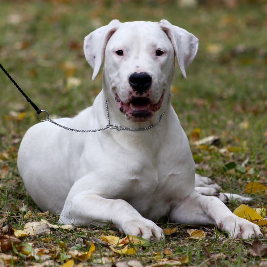 Аргентинский дог