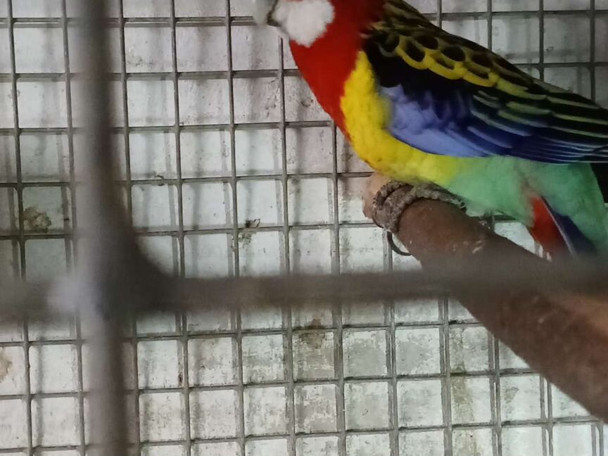 Продаю попугаев собственного разведения