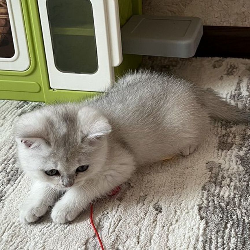 Продаю шотландского котенка (девочка)