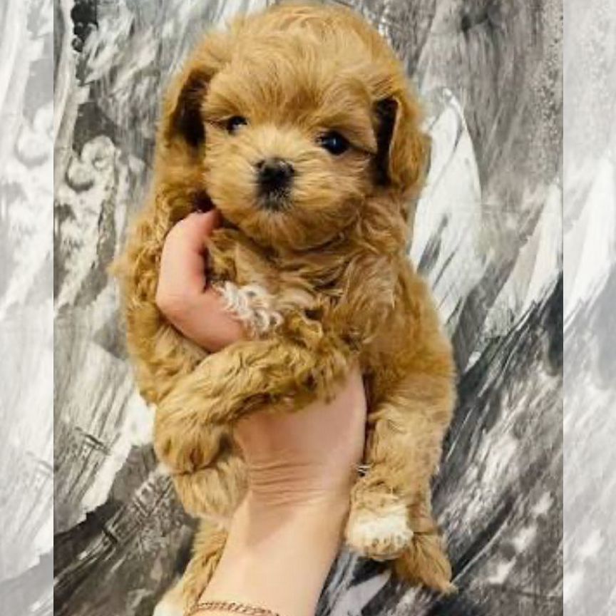 Мальтипу, щенок