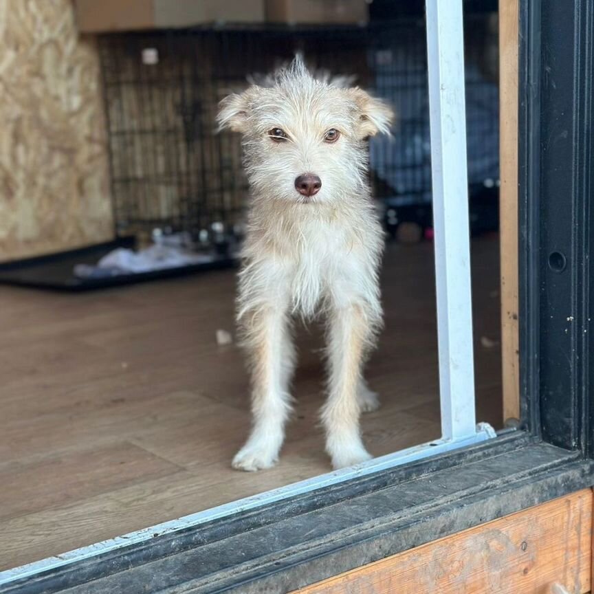 Чудесные малышки