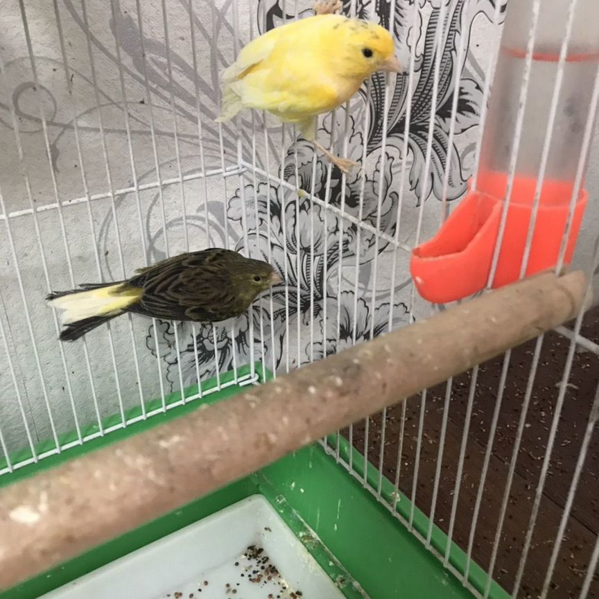 Кенара и канарейки