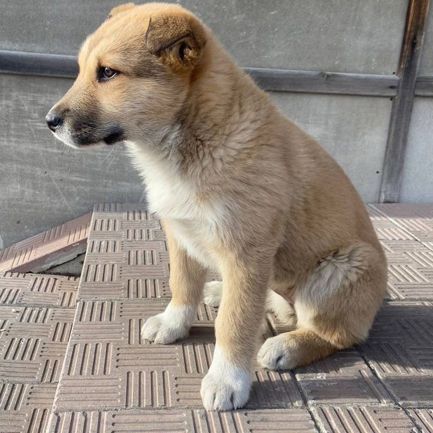 Восточносибирская лайка, щенок