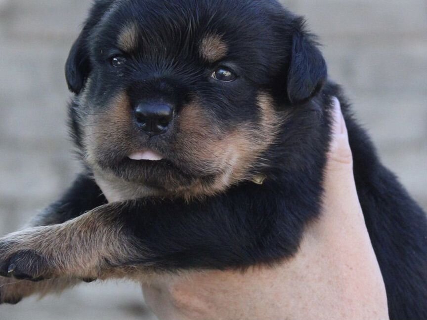 Щенки ротвейлера из питомника