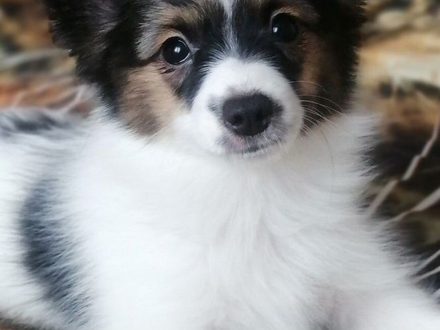 Щенки папийона