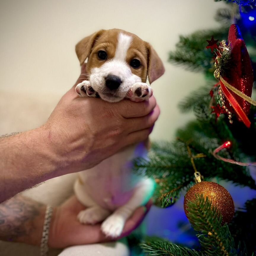 Щенки джек рассел терьер гладкошерстный