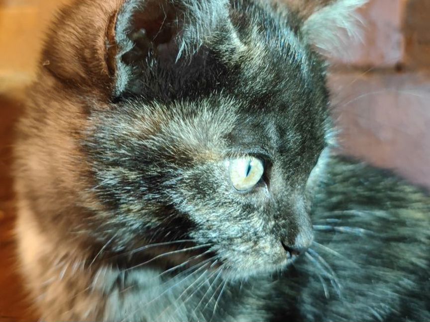 Котенок Котёночек котёнок