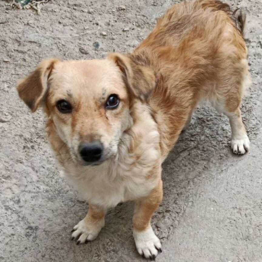 Взрослый пёс в добрые руки