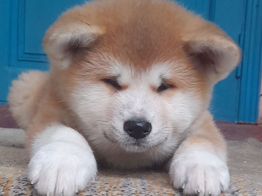 Малыши породистые рыжие акита