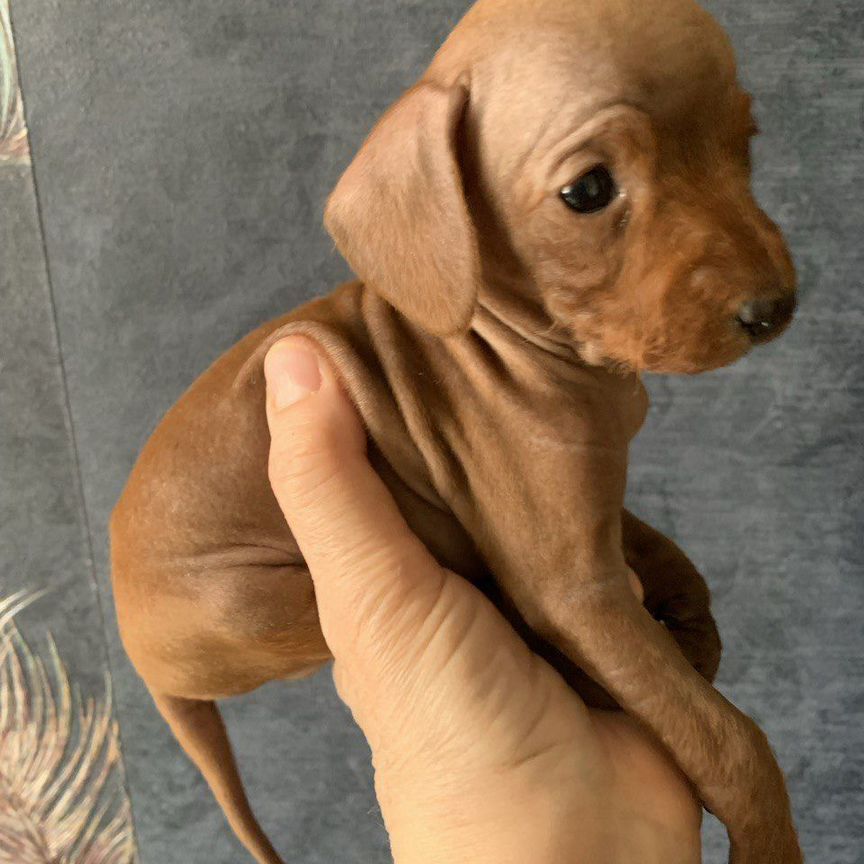 Той-пудель, щенок