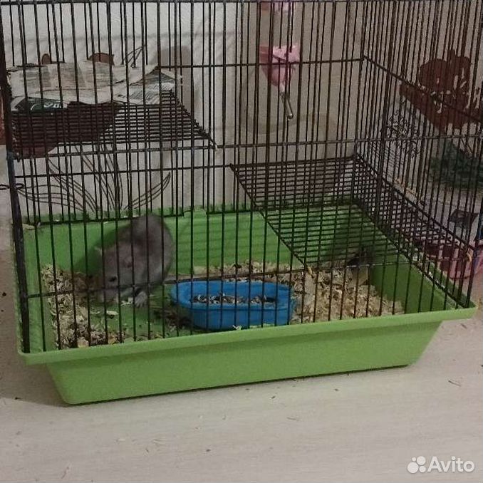 Отдам крысу в добрые руки с клеткой