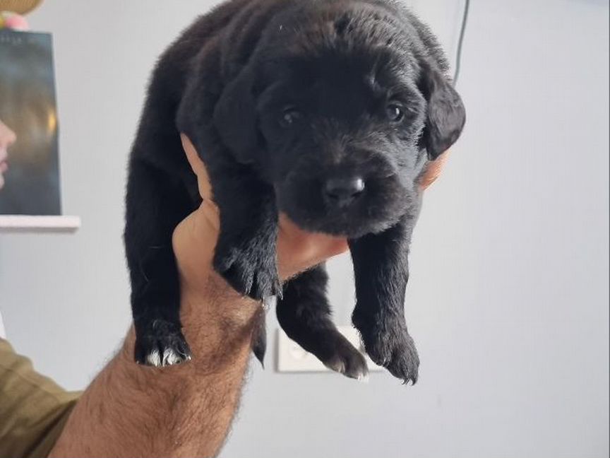 Щенки лабрадора в добрые руки