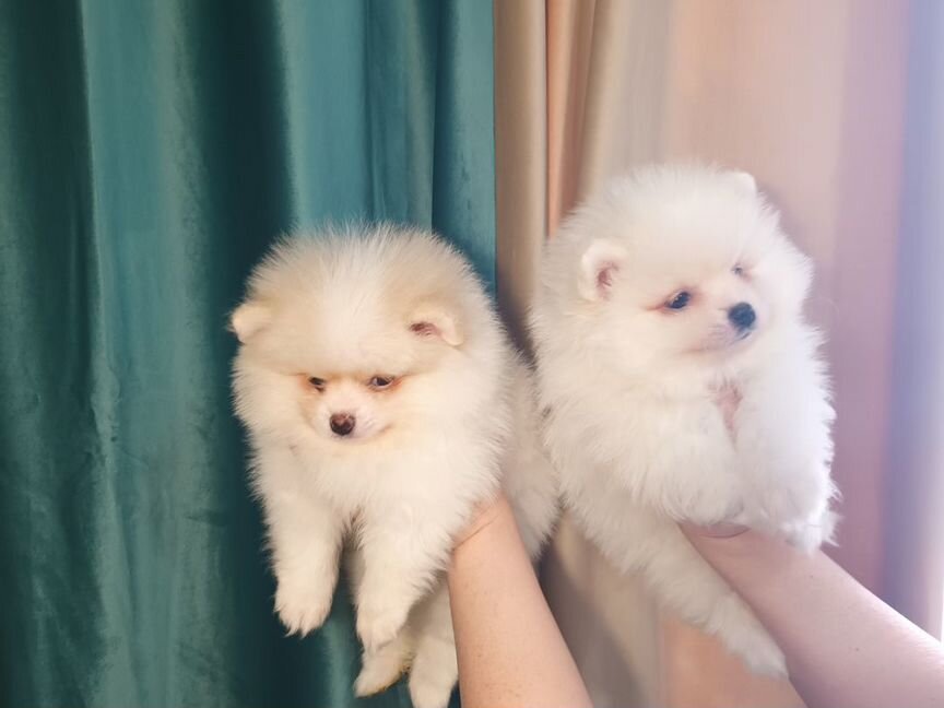 Померанские шпицы