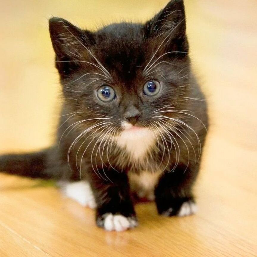 Чудные котятки