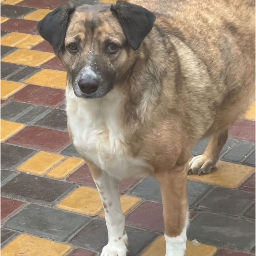 Взрослая собака в добрые руки