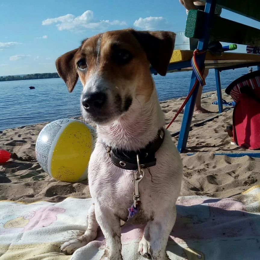 Джек рассел терьер девочка по кличке юнона (юся)