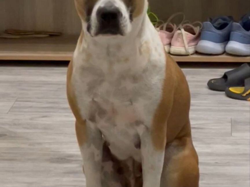 Стаффордширский терьер