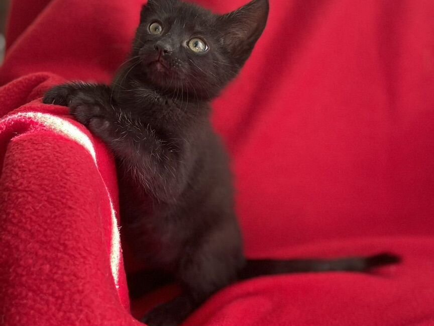 Кому котенок Гав 2,5 мес в добрые руки