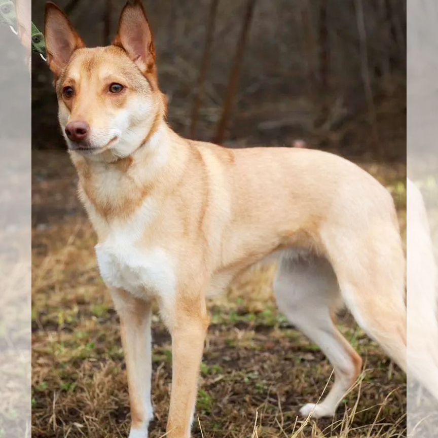 Ева ищет дом