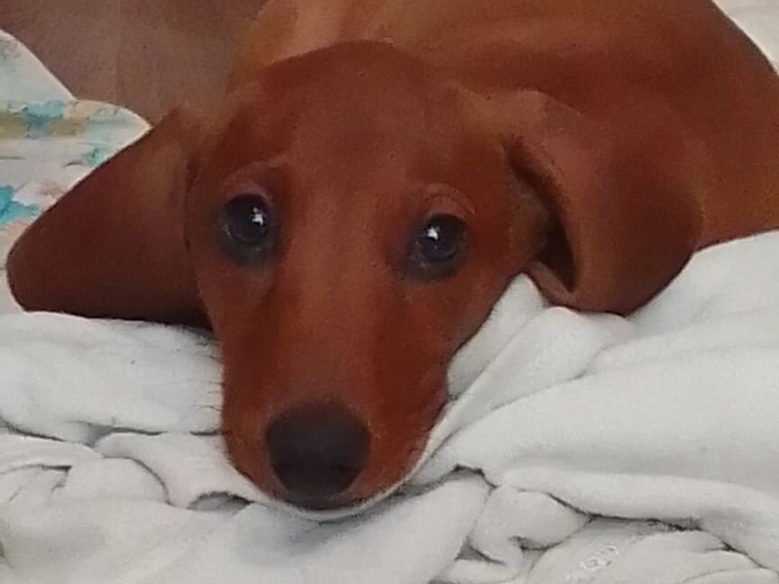 Щенки кроличьей таксы