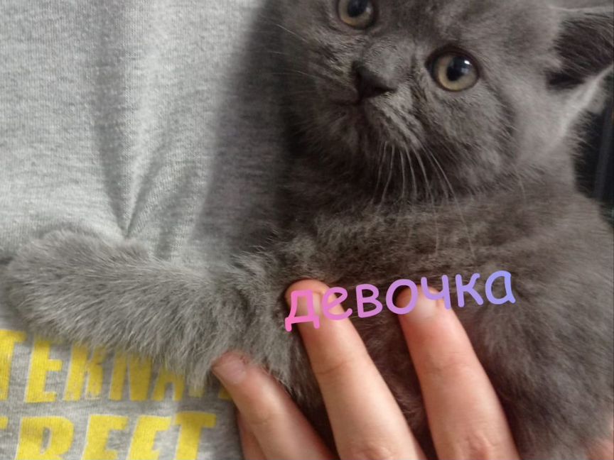 Шотландская