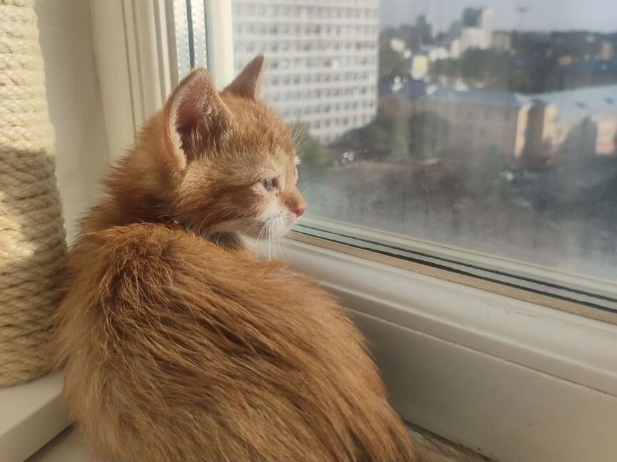 Котята