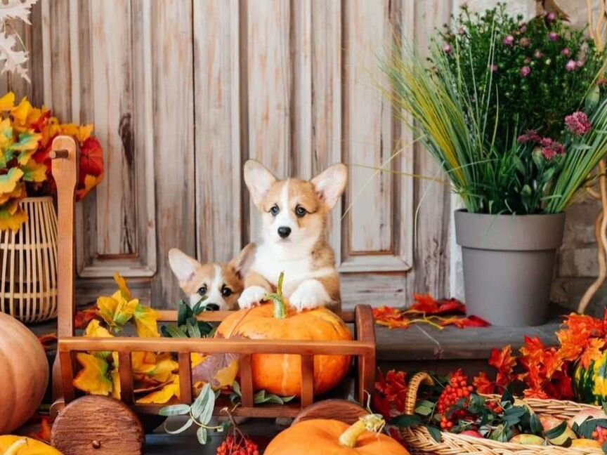 Красивые щенки корги